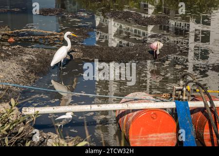Birds in small polluted pond as real estate development encroaches on ...