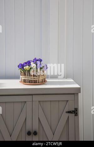 Arrangement of homet violets (viola comuta) in a stylish flowerpot on a ...