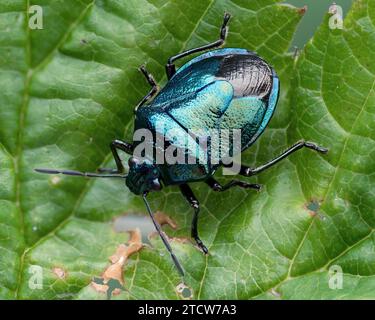 Blue Shieldbug (Zicrona caerulea) on plant leaf. Tipperary, Ireland ...