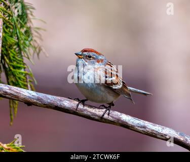 Sparrow close-up profile view perched on a foliage with orange blur ...