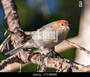 Pine Grosbeak female perched on a branch with a blur forest background ...