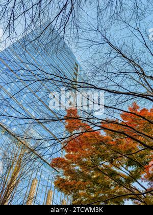 Low angle shot at full autumnal colored tree, with view of Seattle ...
