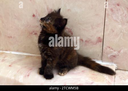 7 Weeks Old Tortoiseshell Turkish Angora Cross Kitten Trying to Climb ...