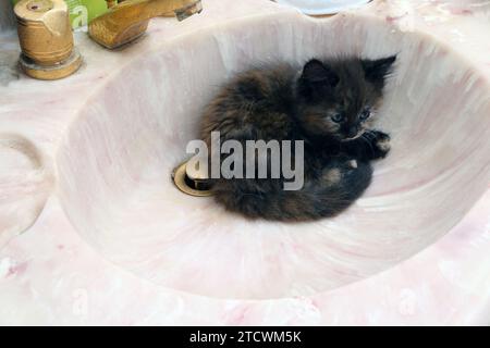 Turkish Angora cat curled up, Ankara kedisi or Ankara cat domestic ...