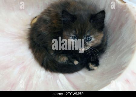 Turkish Angora cat curled up, Ankara kedisi or Ankara cat domestic ...