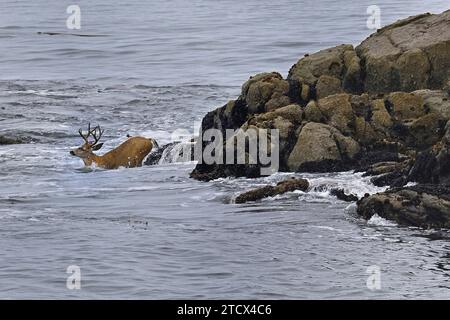 Pacific Grove, California, USA. 14th June, 2022. Fish and Wildlife ...