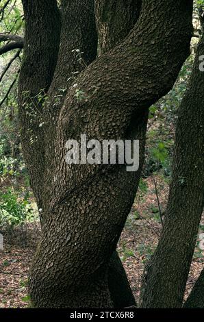 The tree trunks of Quercus ilex Stock Photo - Alamy