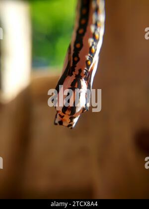 chrysalis with butterfly inside. metamorphosis Stock Photo - Alamy