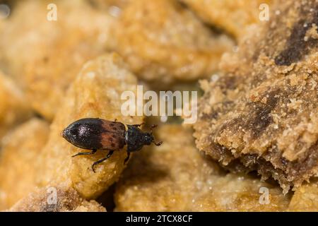 Larder beetle (or moisture bug), Dermestes lardarius larvae, Manchester ...