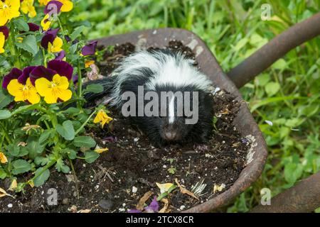 Striped Skunk Kit in the garden Stock Photo - Alamy