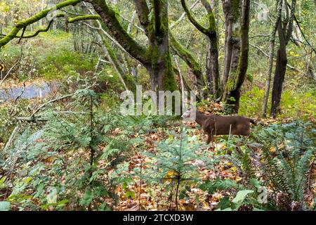 WIldlife in Discovery park in Seattle Stock Photo - Alamy