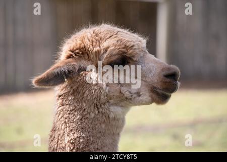 alpaca are slender bodied animals with long legs and neck and small ...