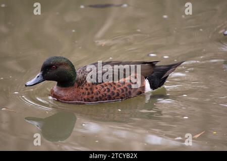 the male the chestnut teal duck has a green head and neck and a brown ...
