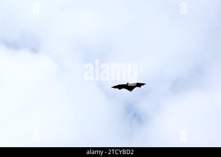 Bats are the only mammals that can fly. Instead of arms or hands, they ...