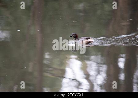 the little grebe is predominantly dark above with its rich, rufous ...