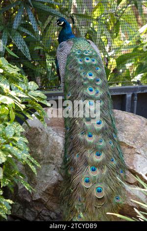 Peacock, Peacocks are large, colorful pheasants (typically blue and ...