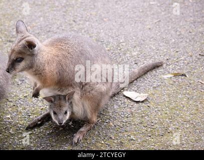 the tammar wallaby has a joey in her pouch Stock Photo - Alamy