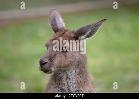 Western grey kangaroos have short hair, powerful hind legs, small ...