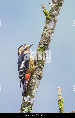 Crimson-breasted Woodpecker, Scarlet-breasted Woodpecker, Dryobates ...