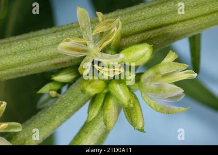Close-up of a marijuana buds flower isolated on a light blue background ...