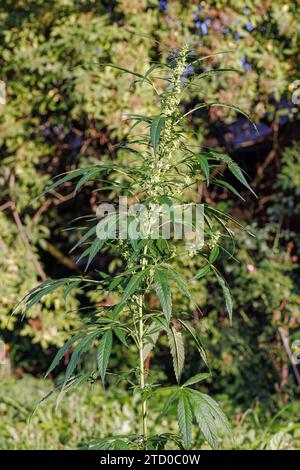 Close-up of a flowering cannabis marijuana plant and flower. There are ...