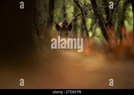 A cautious wild boar emerges amongst the autumn leaves in a serene oak ...