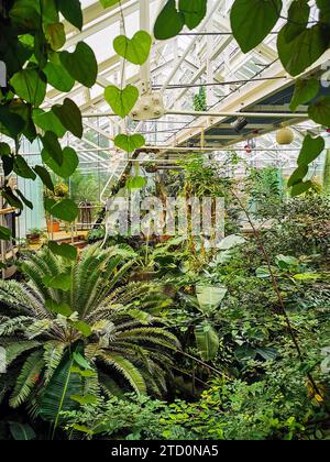 The interior of the Tropical Ravine in Botanic Gardens, Belfast ...
