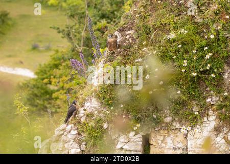 Peregrine (Falco peregrinus) fledgling. Sussex, UK Stock Photo - Alamy