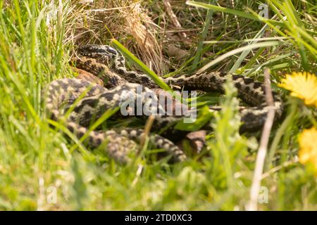 Adders (Vipera berus) mating. Sussex, UK Stock Photo - Alamy
