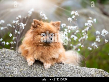 picture of pomeranian in the nature, in spring Stock Photo - Alamy