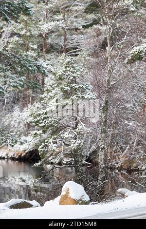 Scots Pine canopy at Abernethy forest in Scotland Stock Photo - Alamy