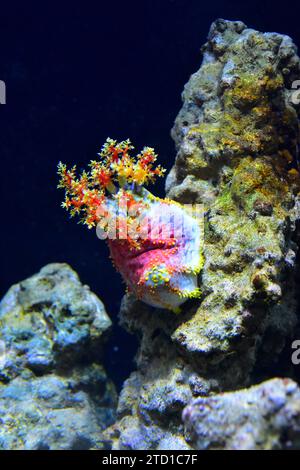 Sea apple (Pseudocolochirus axiologus) is a colorful sea cucumber ...