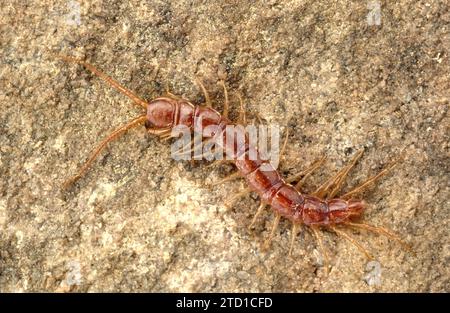 Brown centipede or stone centipede (Lithobius piceus) is a myriapoda ...