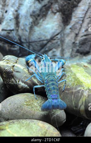 Australian red claw crayfish (Cherax quadricarinatus Stock Photo - Alamy