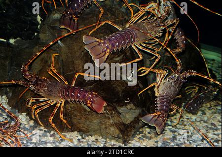 Mediterranean lobster (Palinurus elephas) is an edible crustacean ...