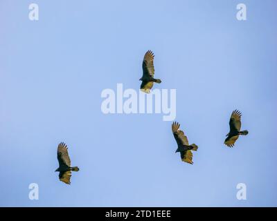Black Vultures flying overhead in southwest Florida USA Stock Photo - Alamy
