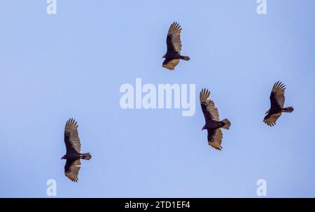 Black Vultures flying overhead in southwest Florida USA Stock Photo - Alamy