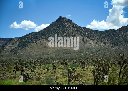 Joshua tree forest with mountain range in the background, Providence ...