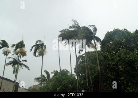 Palm trees seen swaying in heavy wind during the Tropical Cyclone ...