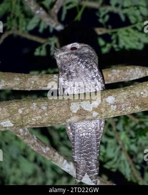 Papuan frogmouth (Podargus papuensis) observed in Waigeo in West Papua ...