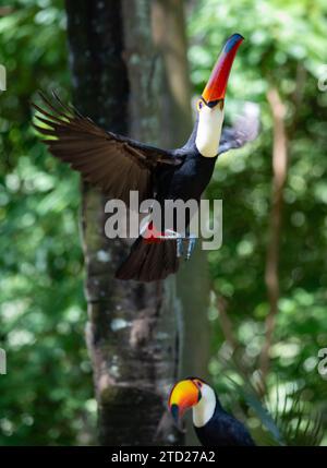 Toco Toucan bird's vibrant colorful beak close up at Dehiwala Zoo ...