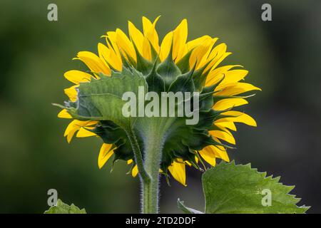 Common Sunflower growing in Australian garden Stock Photo - Alamy
