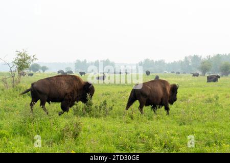 Plains bisons (Bison bison bison) at Elk Island National Park in ...
