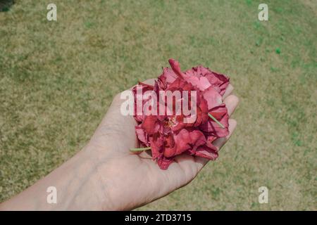 Female holding many heapful of Desi gulab or Indian roses in hands ...