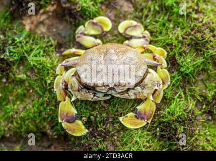 Spotted moon crab or Ashtoret lunaris on a mossy coral reef Stock Photo ...