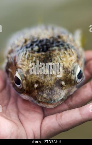 Tetraodontidae. Pretty tropical fish. Close up of cute puffer fish ...