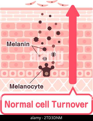 Vector illustration of normal skin turnover Stock Vector Image & Art ...