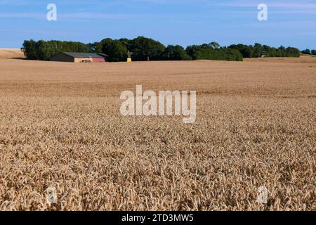Golden barley field stretching to the horizon under a cloud-filled sky ...