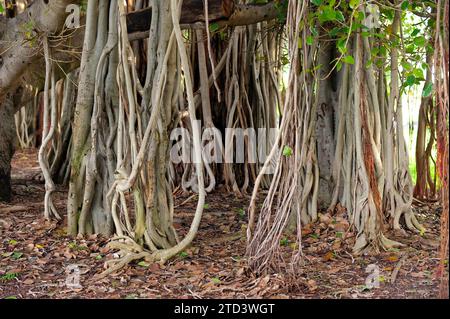 Hanging branches of a strangler fig, parasite, aerial root, flora ...
