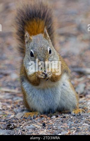 Common Canadian red squirrel (Tamiasciurus hudsonicus) leaning against ...